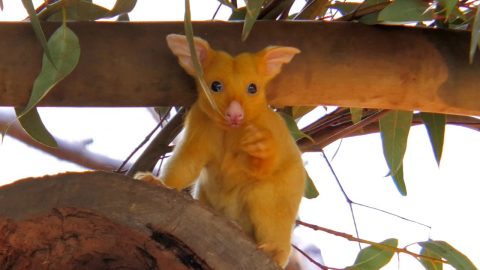 Rare baby Golden Possum joey cute Australian possums animals Australia